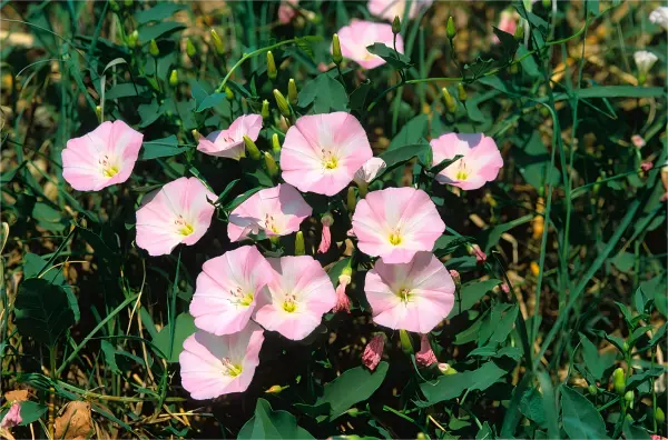 Field Bindweed